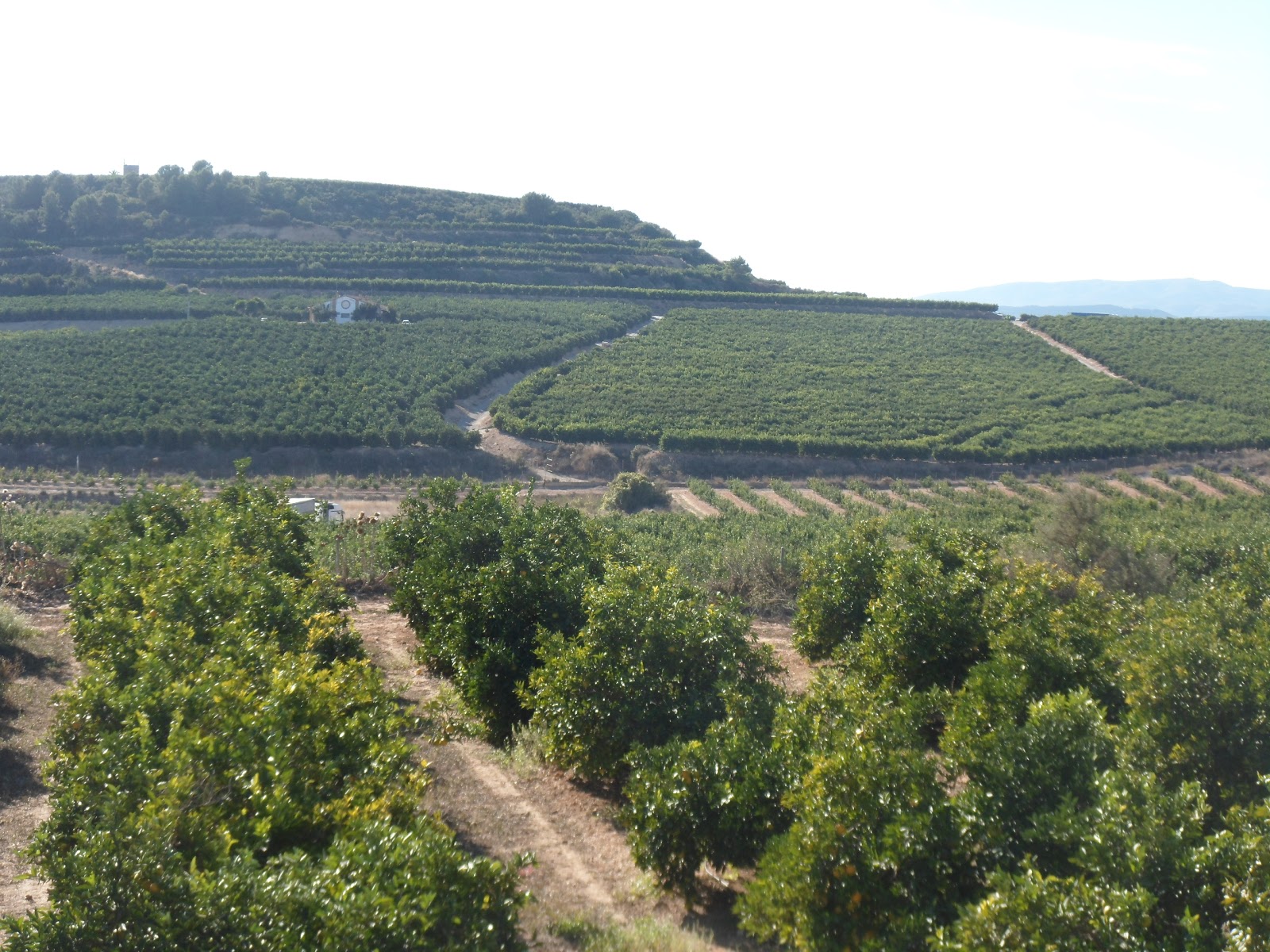 Poppy Patchwork: Cheste, Spain