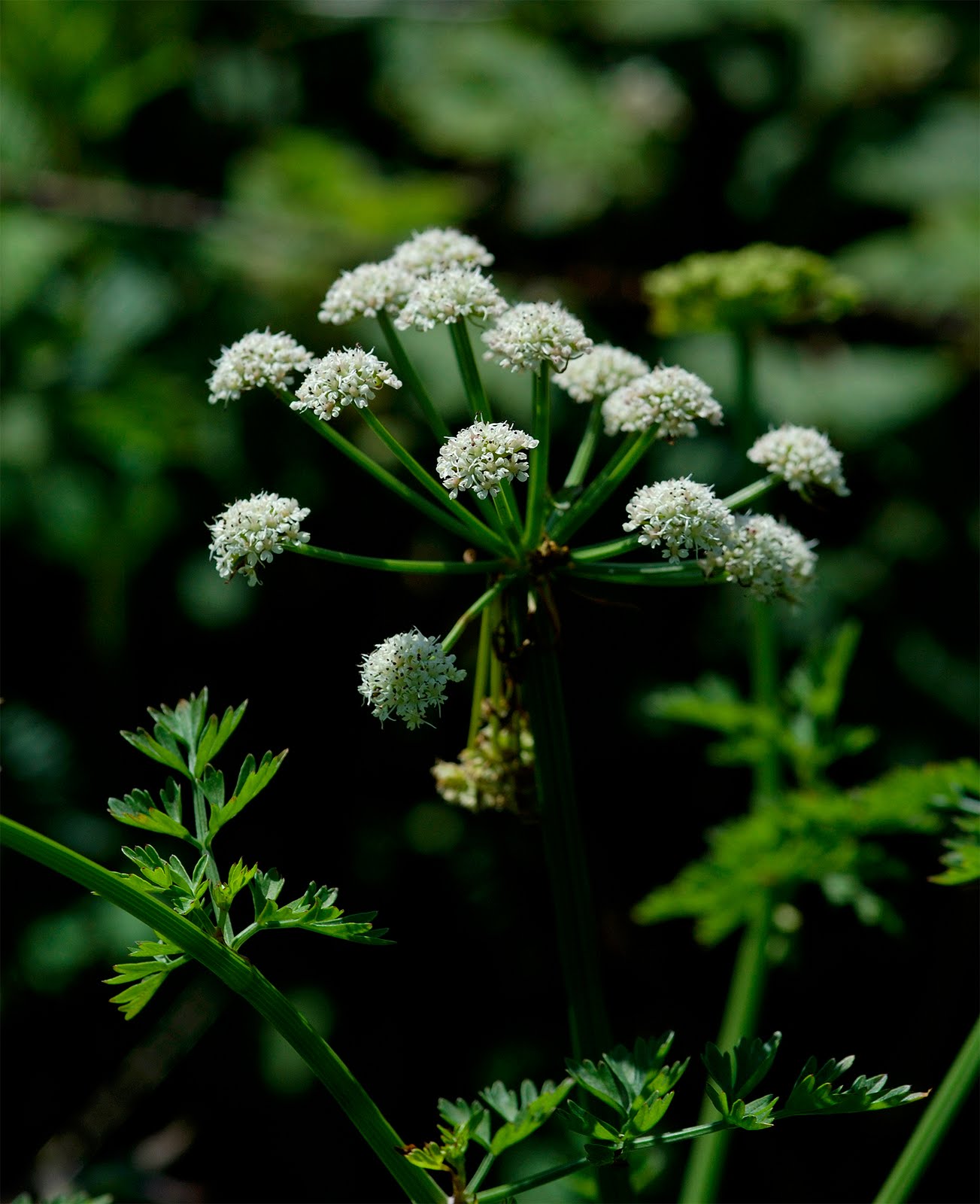 Scottish Wildlife Blog: Kildonan, Isle of Arran