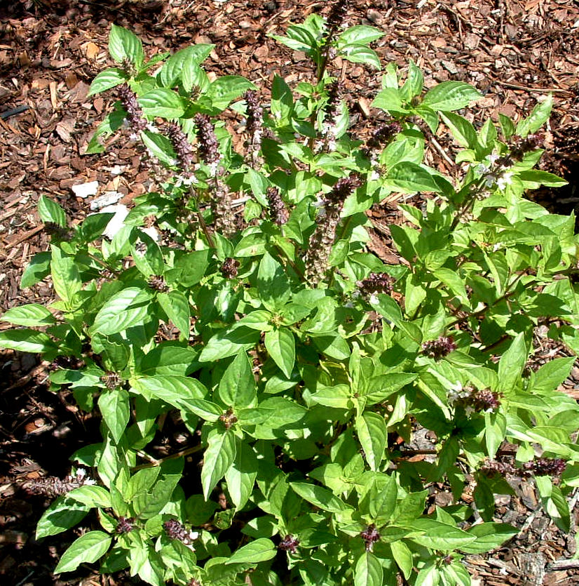 Blue Starr Gallery: My Garden is Growing