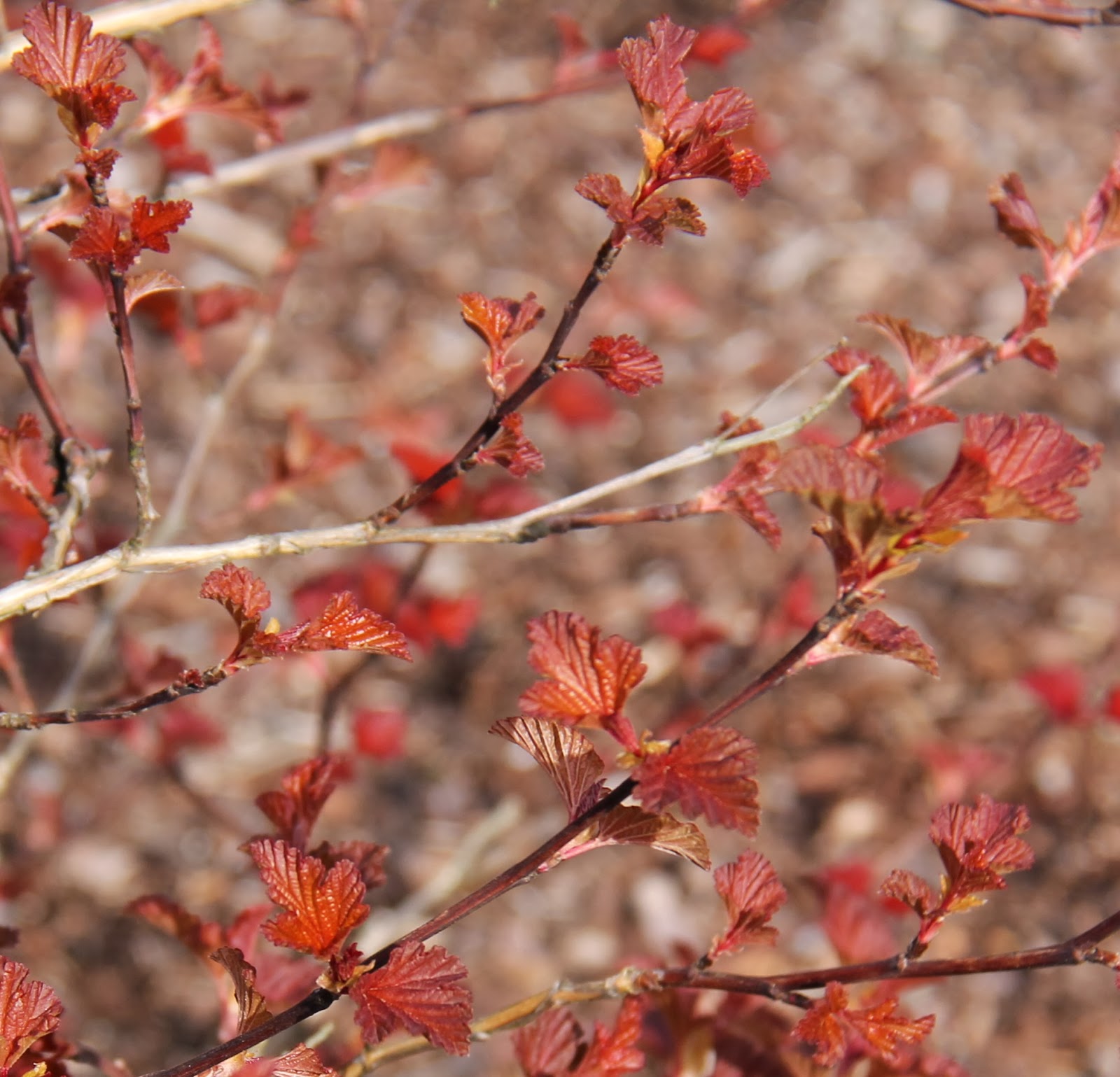 Debbie Angel's Garden: Physocarpus (Ninebark)