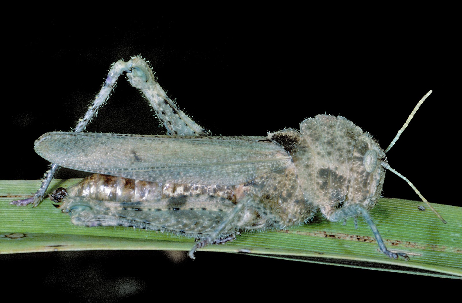 BunyipCo: The Crested Tooth-grinder--It's a Grasshopper!