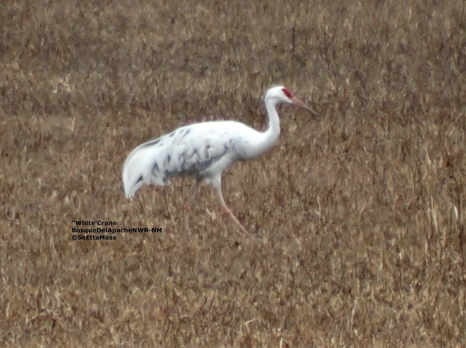 'White' crane among the Sandhill Cranes at Bosque del Apache NWR