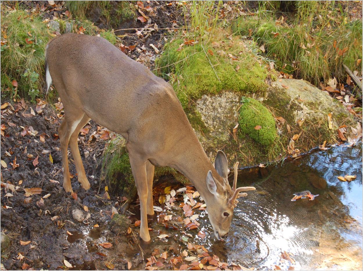Downstream from Eden: As the Deer