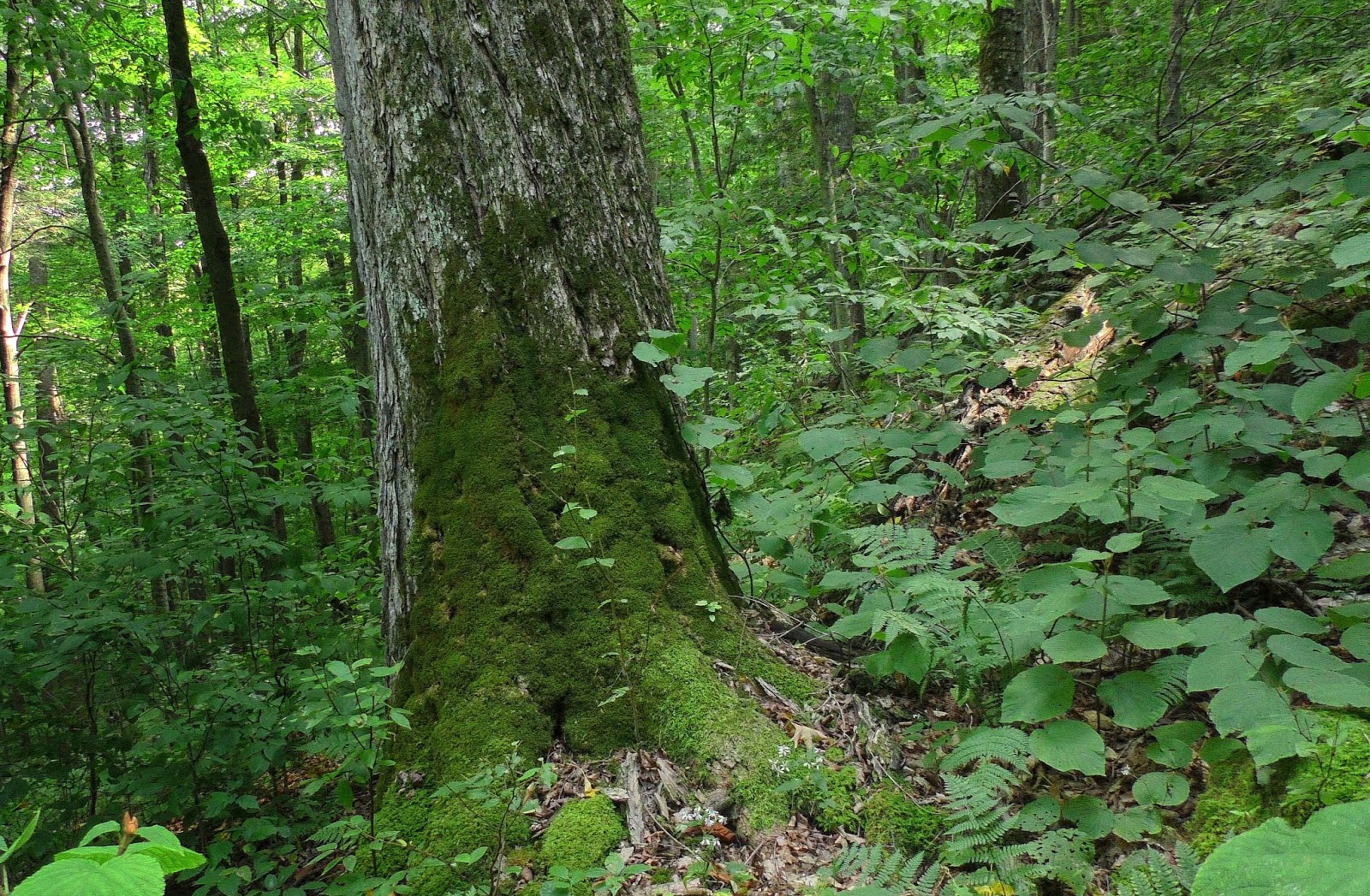 New England Forests: Old Growth Forest for a New Year