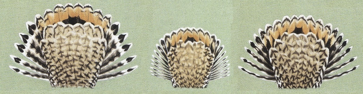 Not just birds: Identifying Pintail Snipe Gallinago stenura