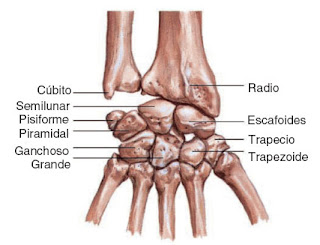 Fractura de escafoides.