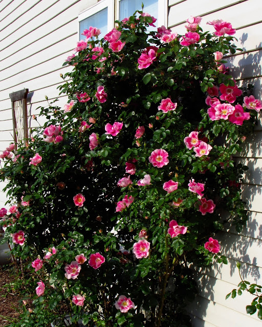 Life In Robin's Nest: The Glory of May in the Garden