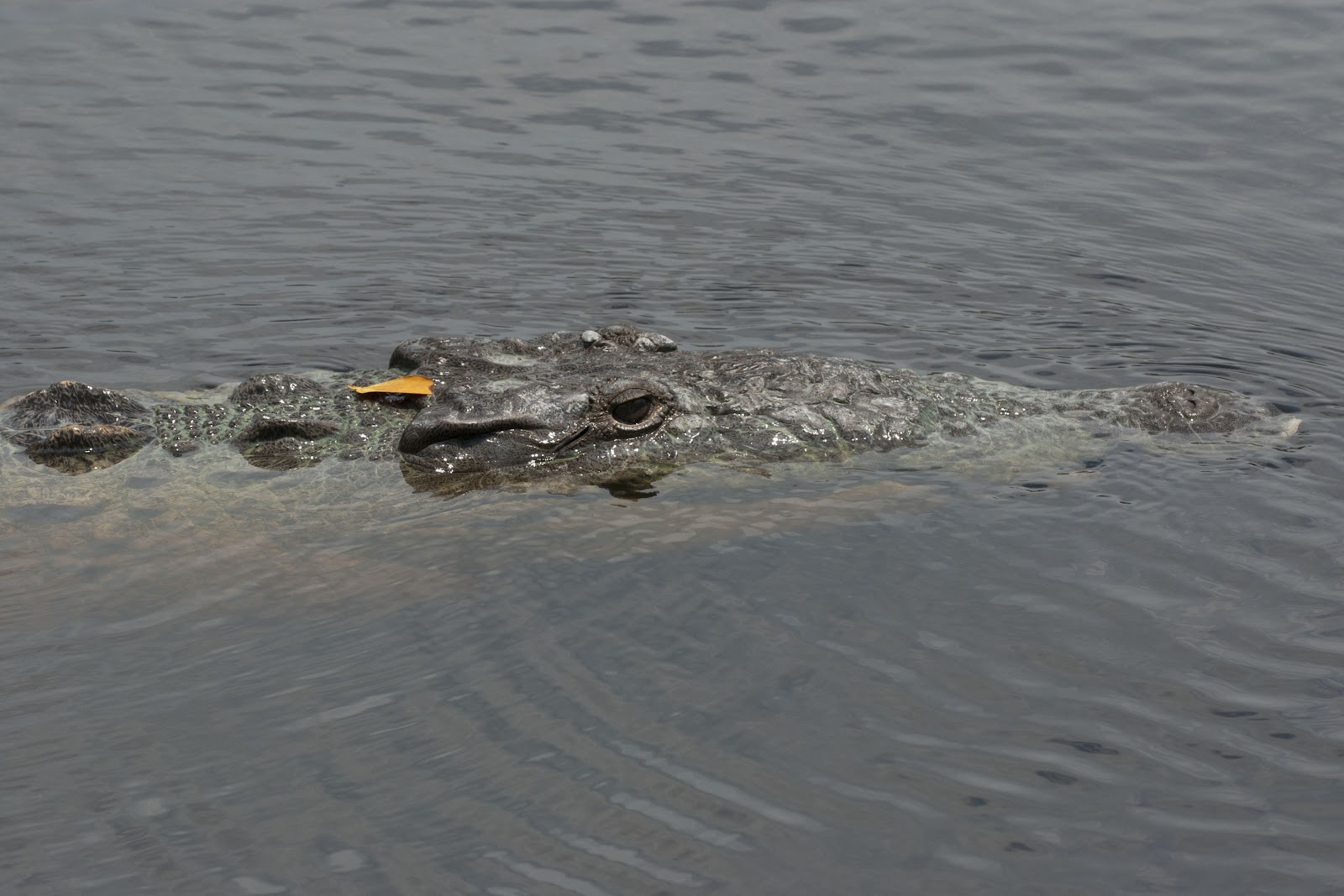 Yorkshire Field Herping and Wildlife Photography: Herping Southern ...