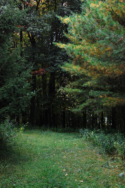 Avalanche Looms: A fairy ring walk