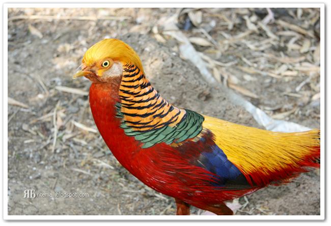 14 Awesome Gorgeous And Unusual Birds | Simply get it