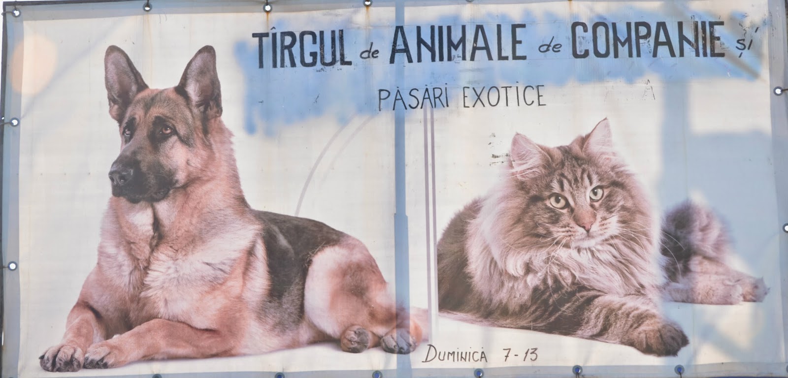 Targul de Animale de Companie si Pasari Exotice - BUCURESTI: July 2014