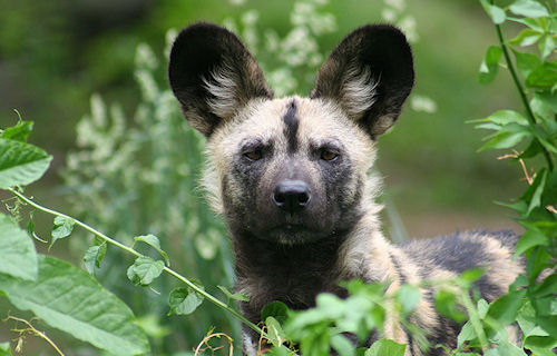 The Presurfer: African Wild Dogs: The Untamed Wolves Of The South
