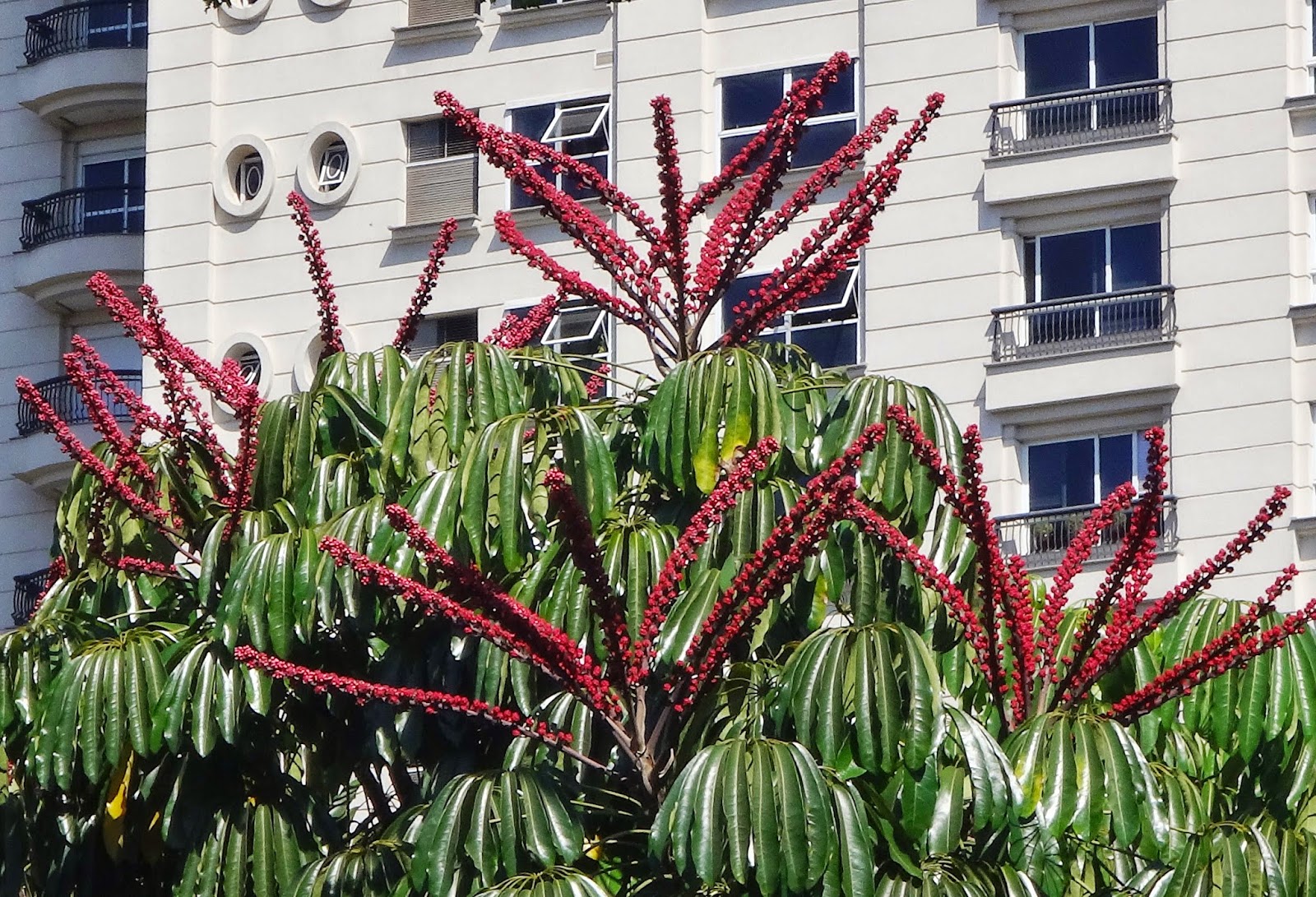 Uma flor por dia: Brassaia