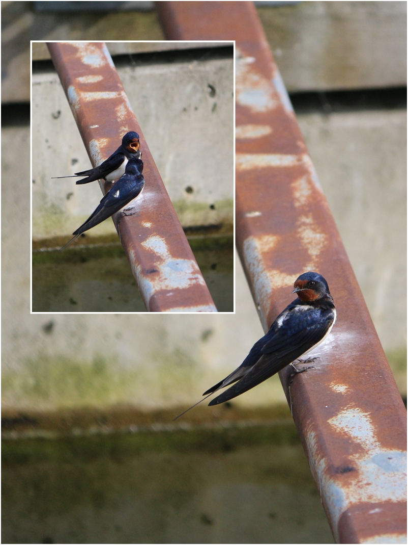 Perjantain lintukuvat