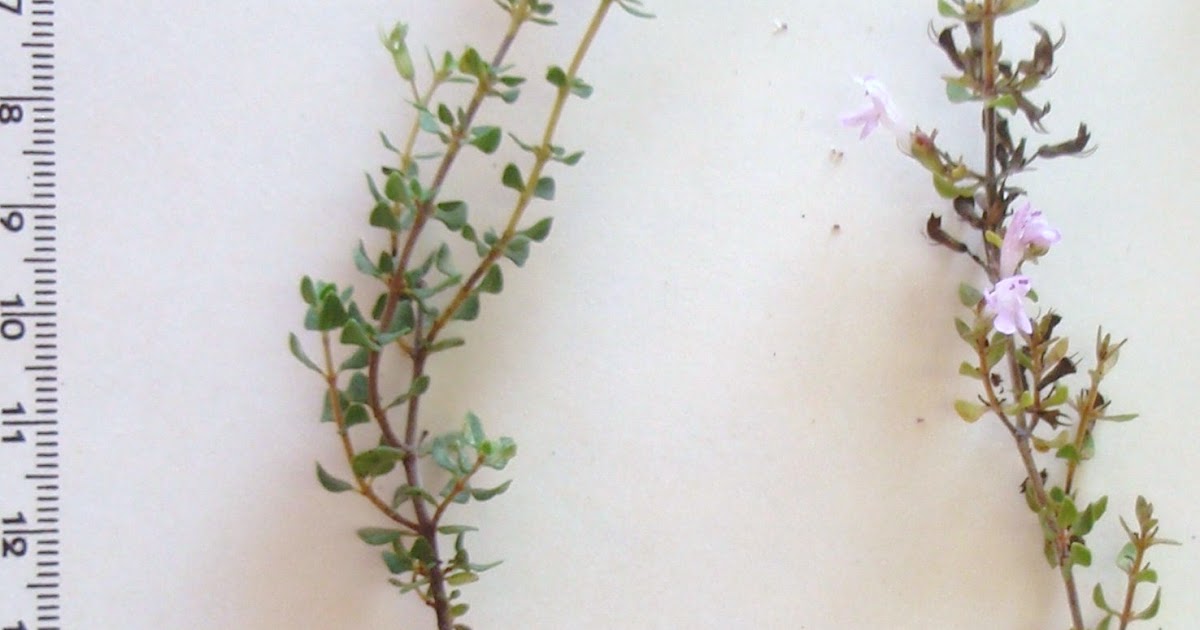 HERBARIO VIRTUAL DE BANYERES DE MARIOLA Y ALICANTE: Thymus piperella ...