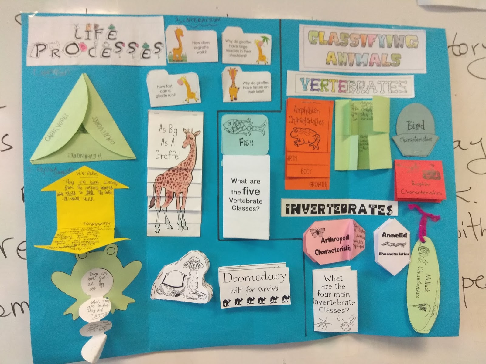 ENGLISH: 3rd B SCIENCE LAPBOOK FINISHED!