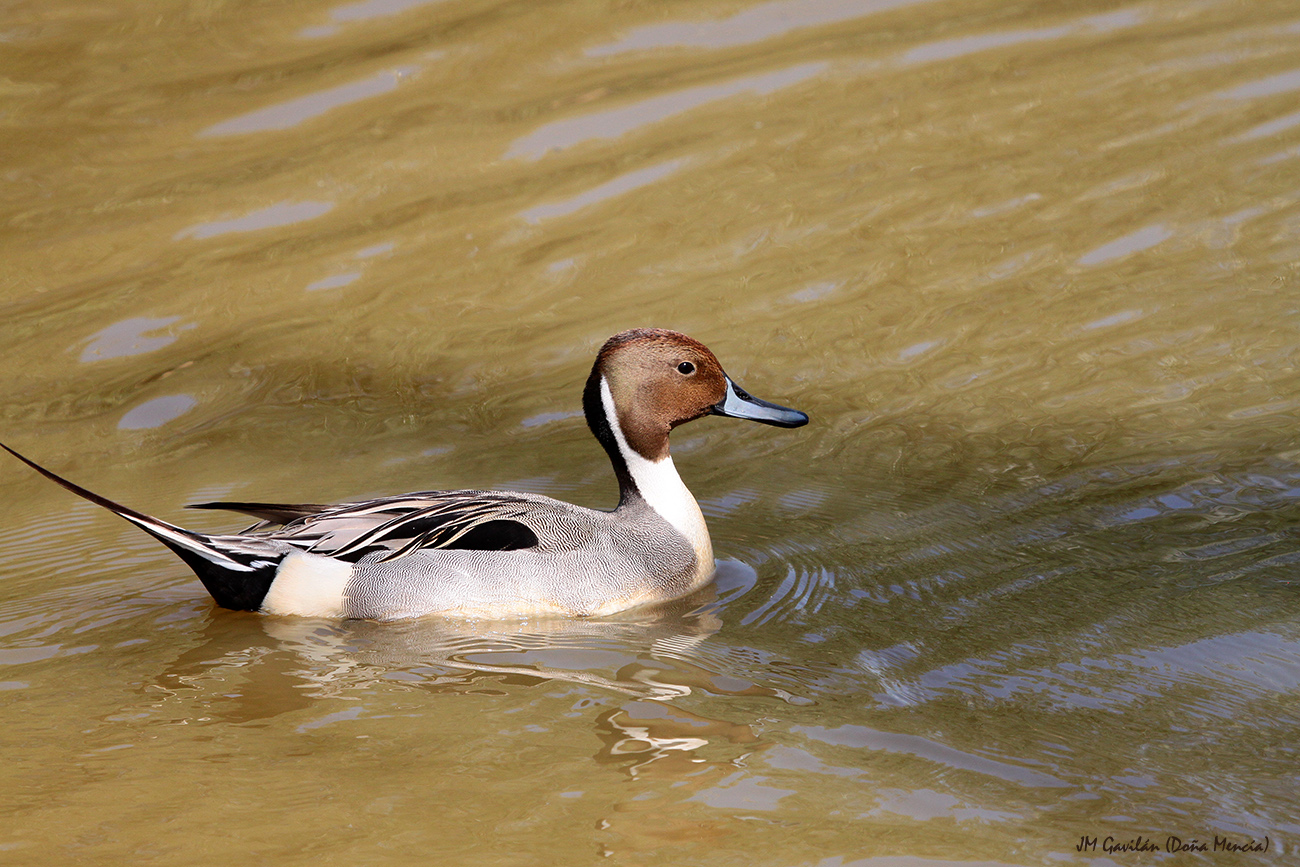 Fotografía de Naturaleza - JM Gavilán: Ánade rabudo (Anas acuta)