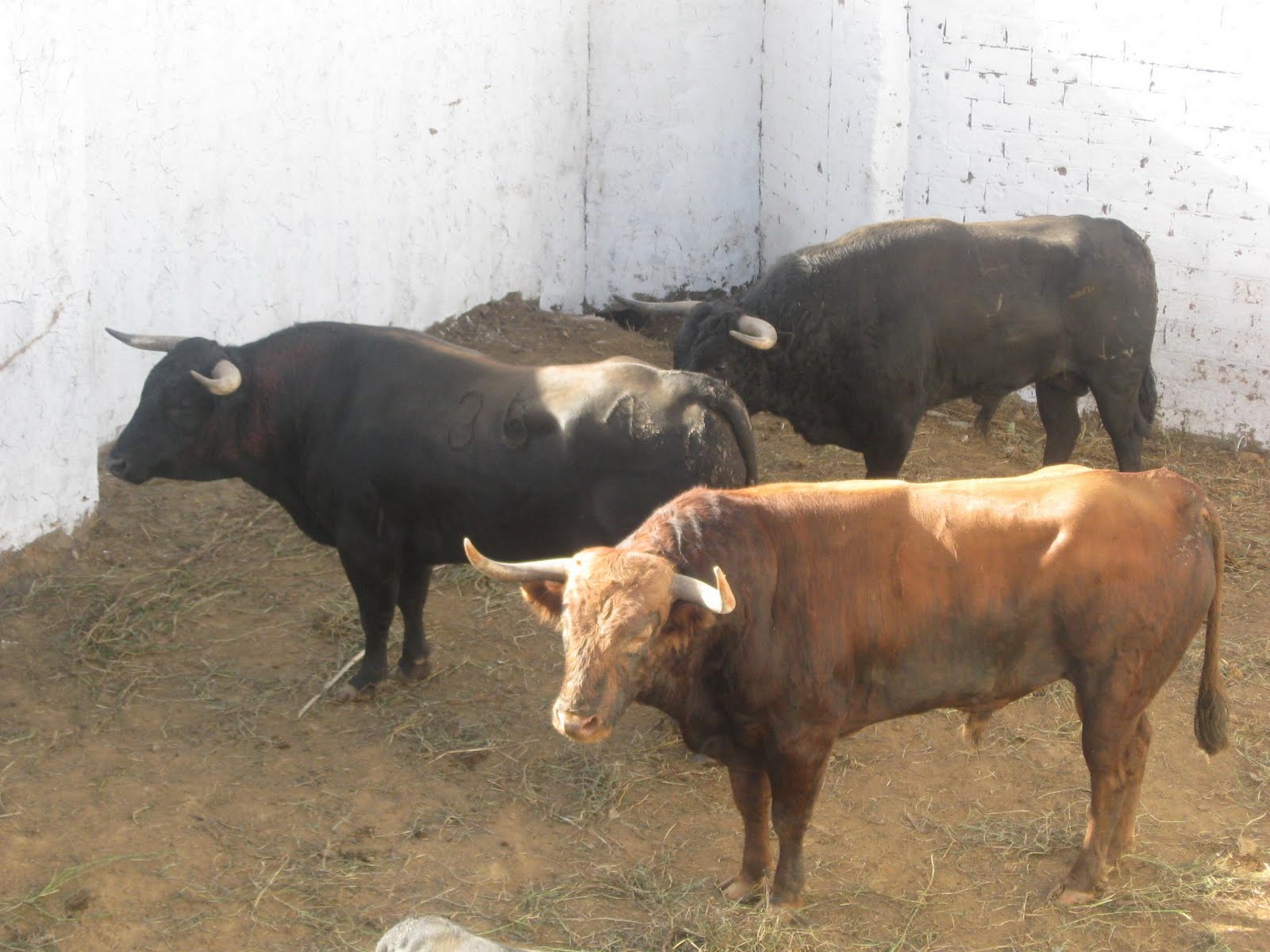 Tradiciones Taurinas Perú.
