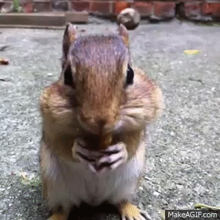 Chipmunk Cheeks No More - The Skin Radar