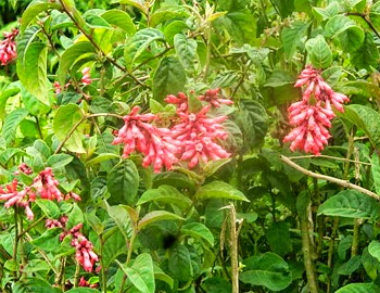 Nelu flowers- Strobilanthes-Horton plains in Sri Lanka | SL Flora