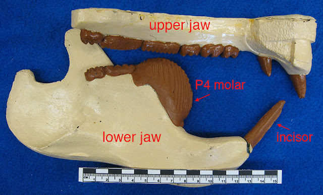PALEO & GEO TOPICS: Comments by R. L. Squires: A Late Cretaceous early ...