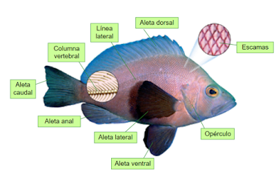 LOS SERES VIVOS - ANIMALES VERTEBRADOS : ANIMALES VERTEBRADOS - PECES