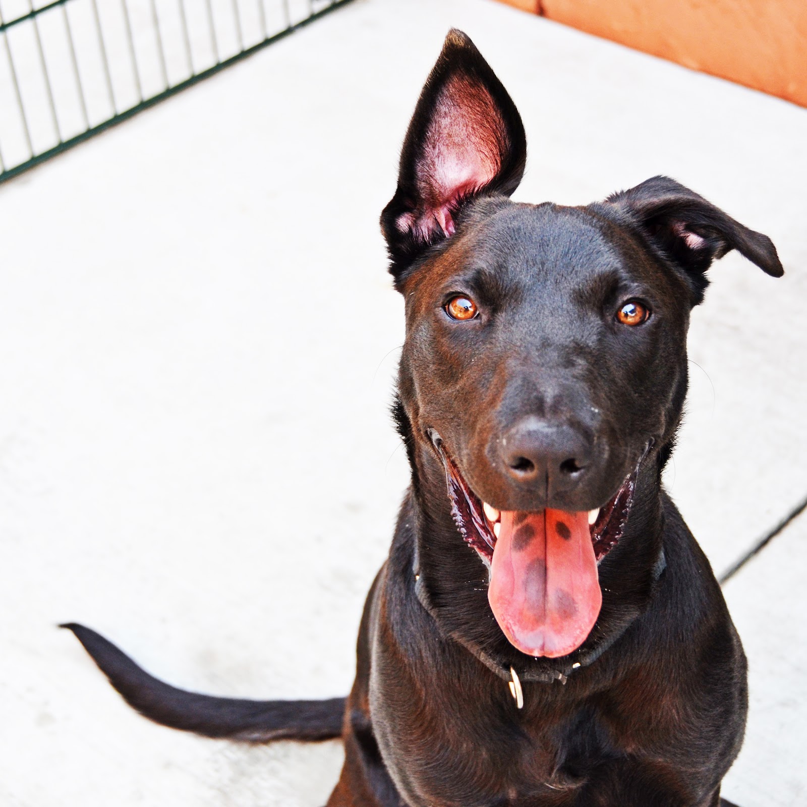 Dogs In the Bubble: All About Oso(me) Dog