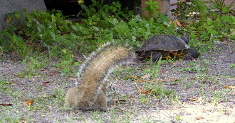 Project 365: #344 The Squirrel and the Turtle