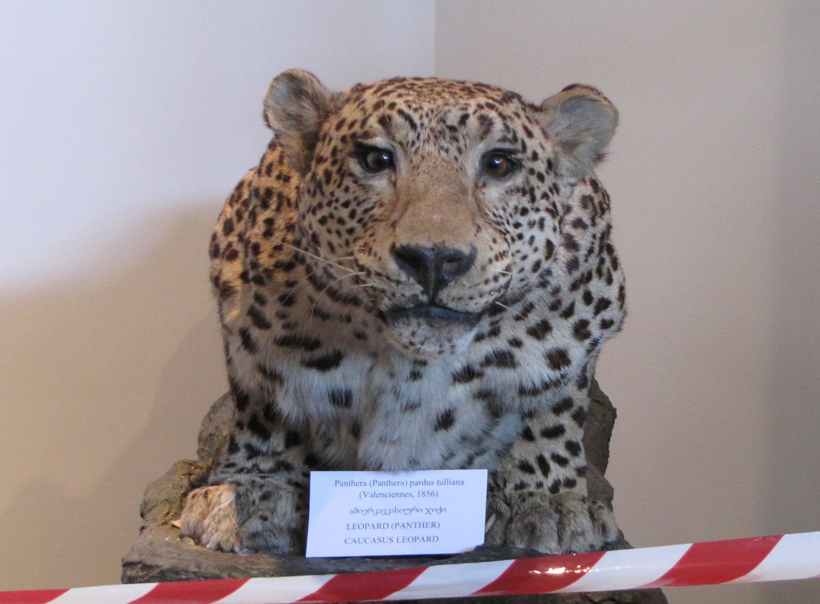 Abe's Animals: Leopards of the Caucasus