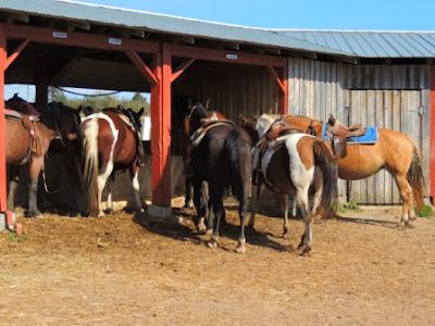Teena in Toronto: Horseback riding at Broadleaf Ranch, NB
