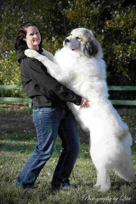 Beautiful Wight dogs