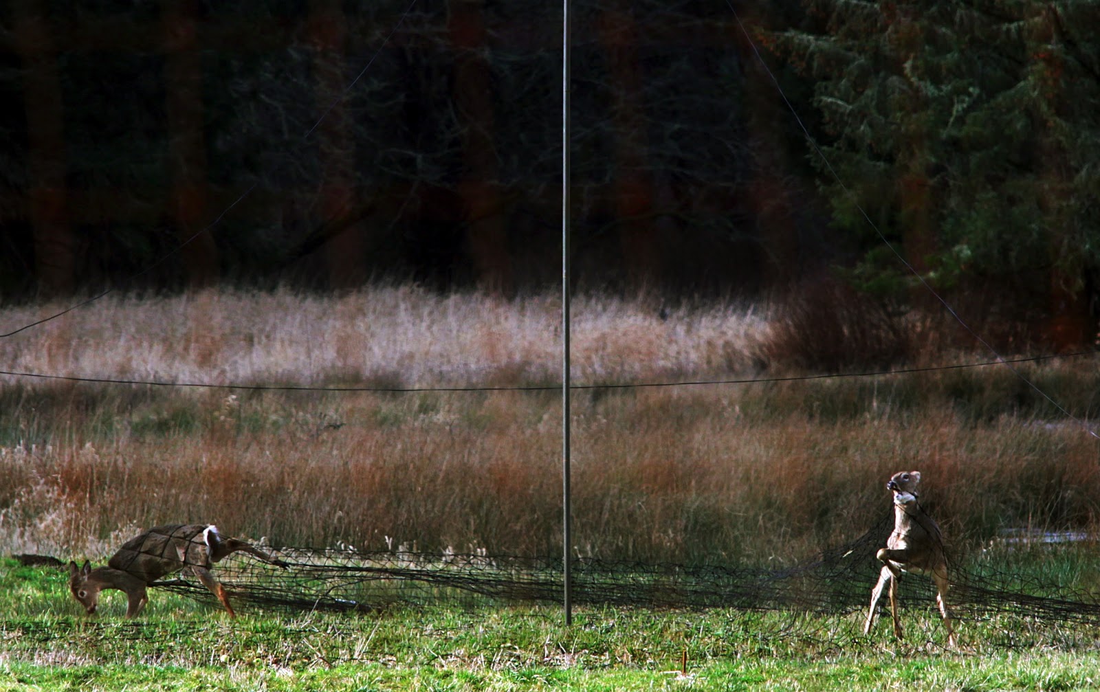 Picture Window photo blog : Deer relocation, Julia Butler Hansen ...