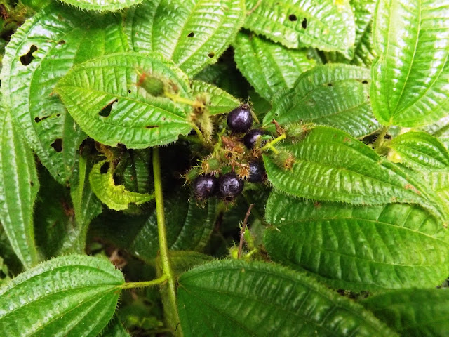 natureza selvagem: Pixirica-roxa