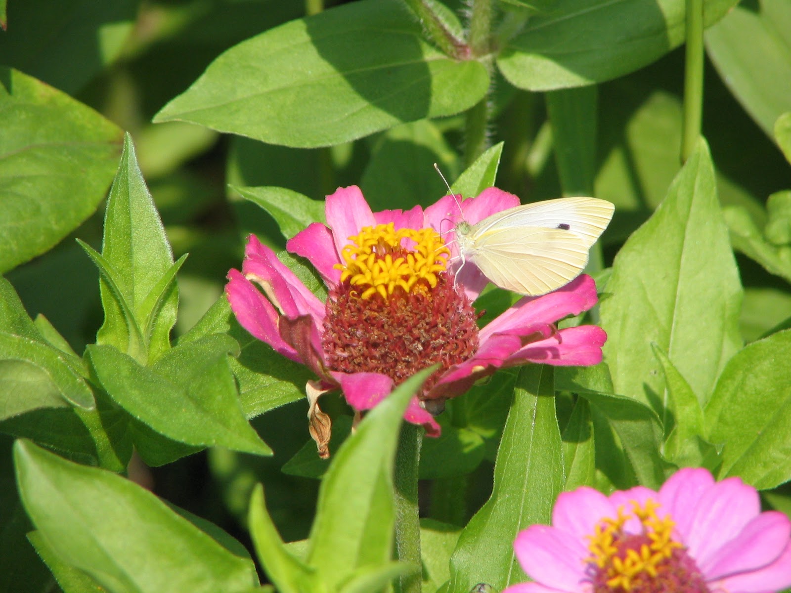 LA MULTI ANI, ROMANIA!: Fluturi pe flori