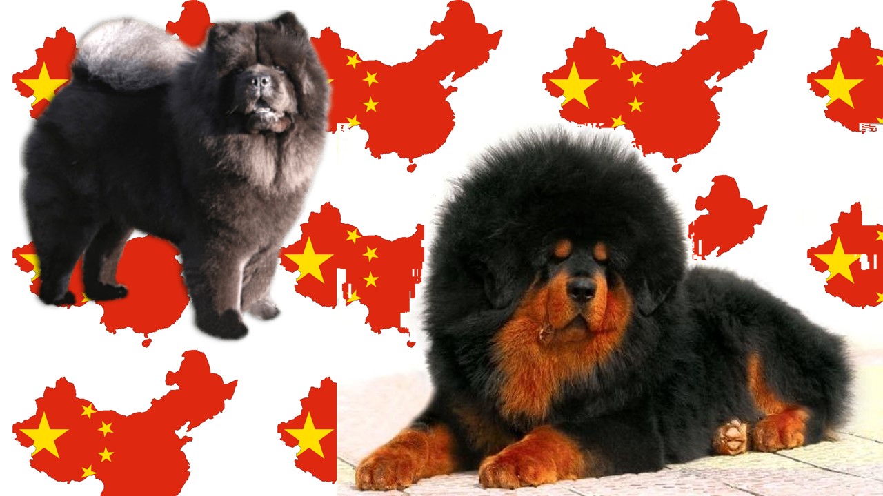 Razas de perros Chinos: Pequeñas, Grandes y Sin Pelo