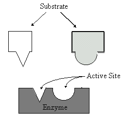 biochemistry: Experiment 3: Enzyme