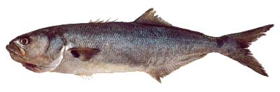 Asendala: Pesca Fish