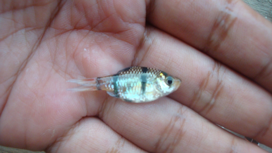 Ikan Sungai Mahakam: Puyau (Osteochilus hasselti)