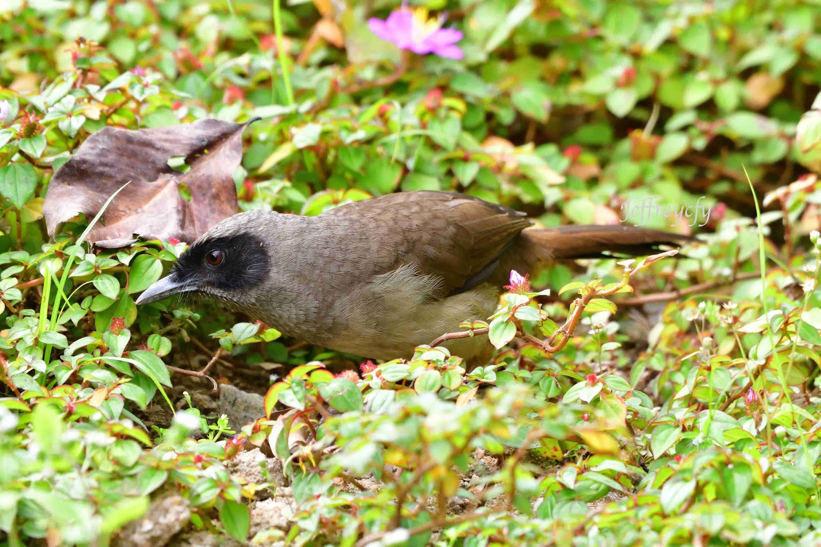 我的生態攝影集: 黑臉噪鶥, Masked Laughingthrush, Black-faced Laughingthrush ...
