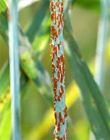 GARDENING TIPS 4 YOU: How To Get Rid Of Plant Rust