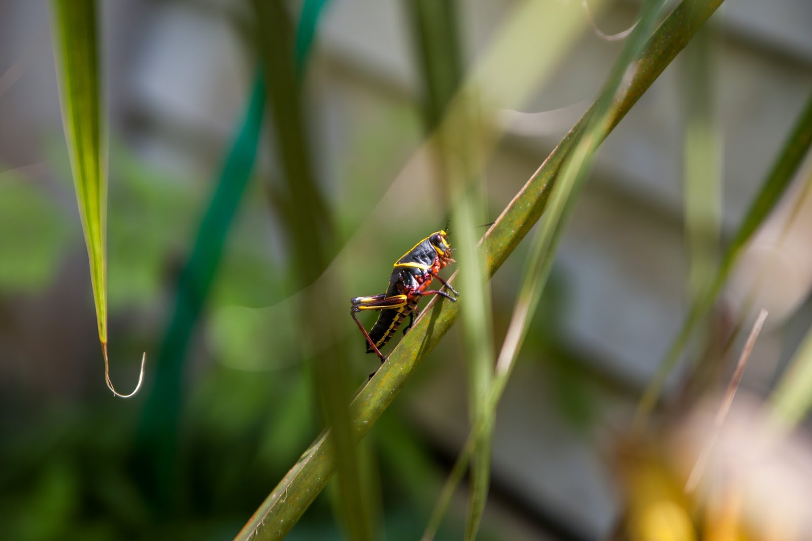 Everglades National Park: A Precious Paradise at Risk - Explore the ...