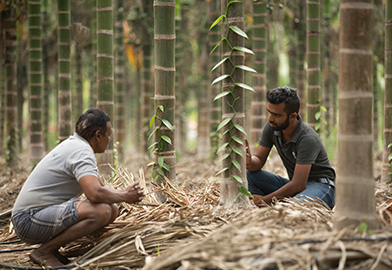 Expovan | Indian Vanilla Initiative: Vanilla Cultivation in India ...