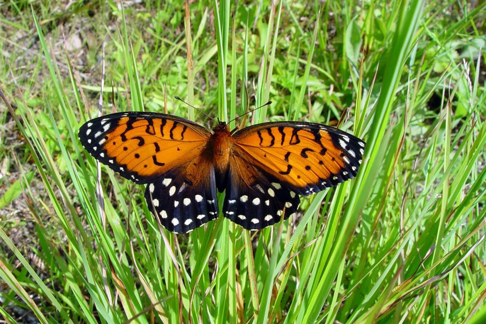 Springfield Plateau: Regal Fritillary Survey