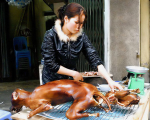 1Kedai Dotcom: KENAPA DAGING ANJING HARAM DIMAKAN