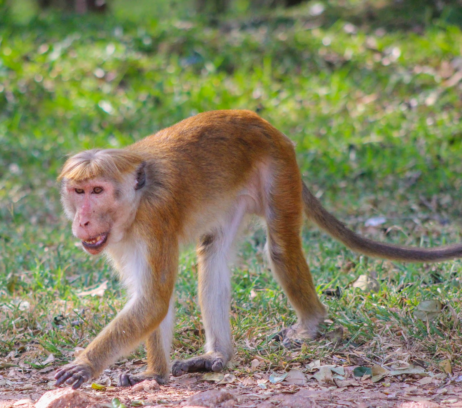 Cannundrums: Common Toque Macaque