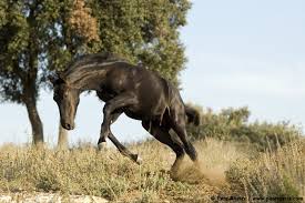 CABALLOS DIVERSOS: El problema de las coces en el caballo