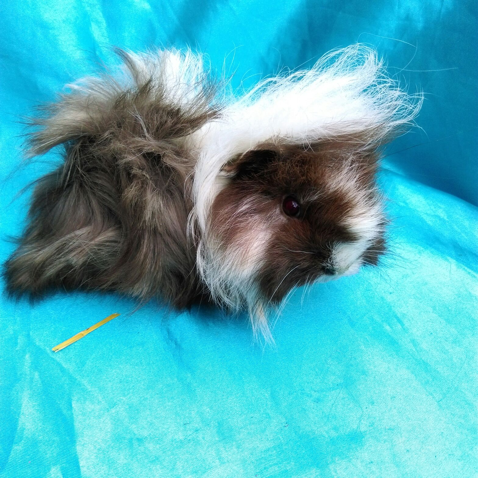 guinea-pig-peruvian-ginepig-1236