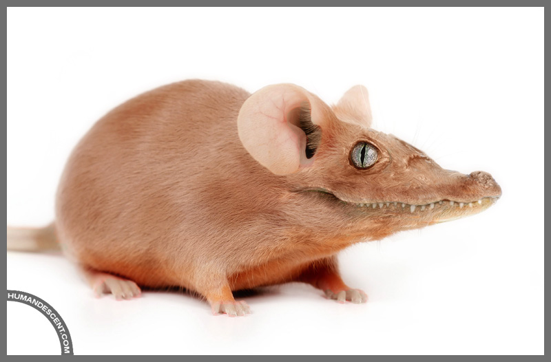 Cosas de Kiko: Martin HumanDescent (1ª parte)