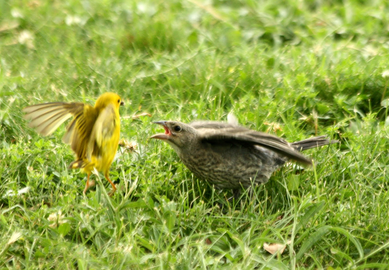 Brown-headed Cowbird with Yellow Warbler "Parent." - Travels With Birds