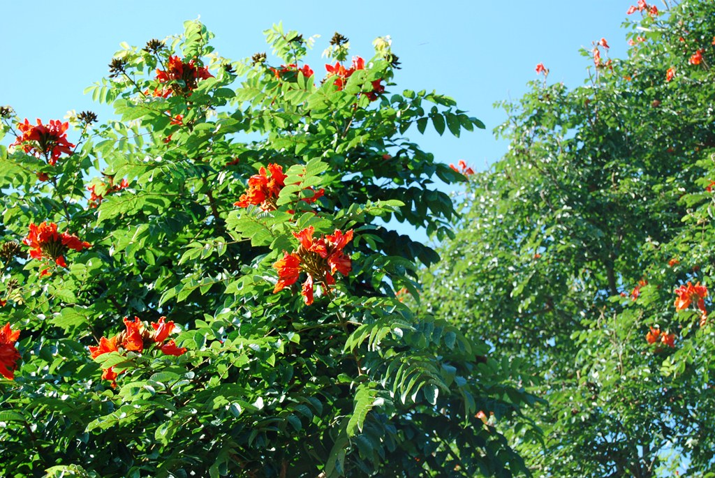 OSCAR EL MEXICANO PICS: Huimanguillo, Tabasco Mexico tan largo el ...